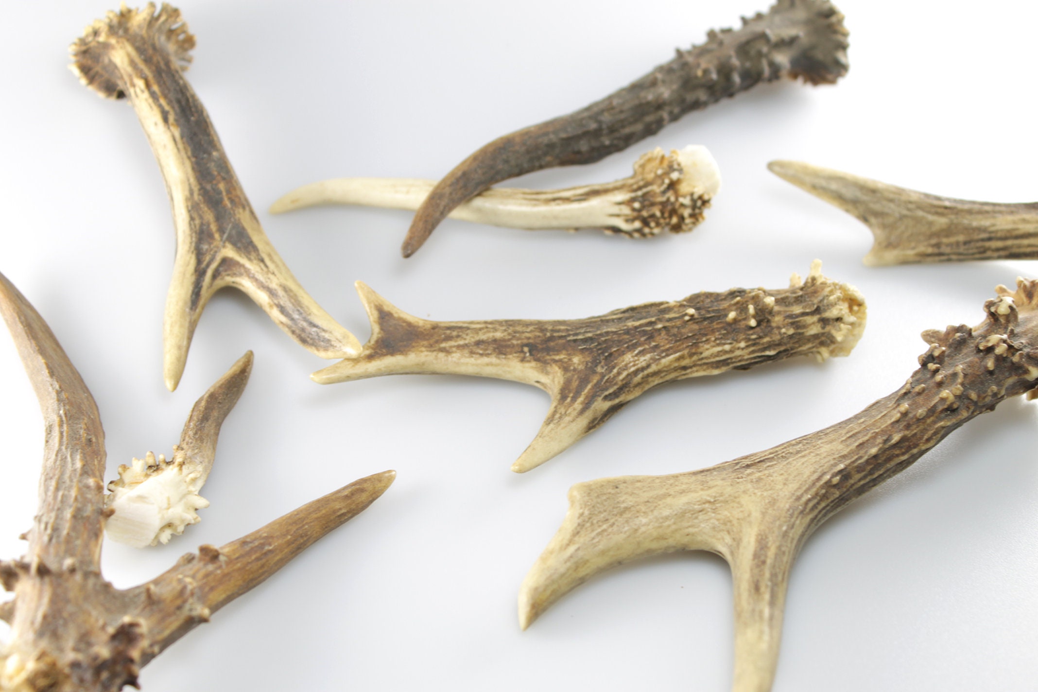 Deer Antlers / Deer Antlers Dropping Rod as a Natural Decoration for ...