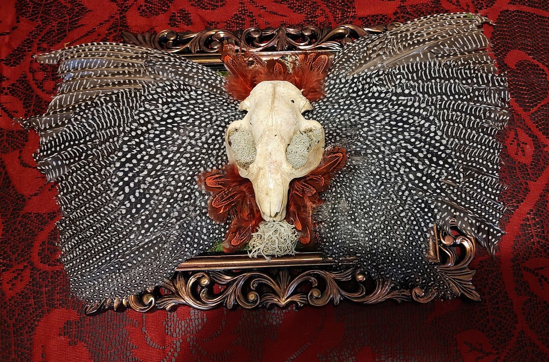 Taxidermy Animal Real Beaver Skull Mount Beaver - Etsy