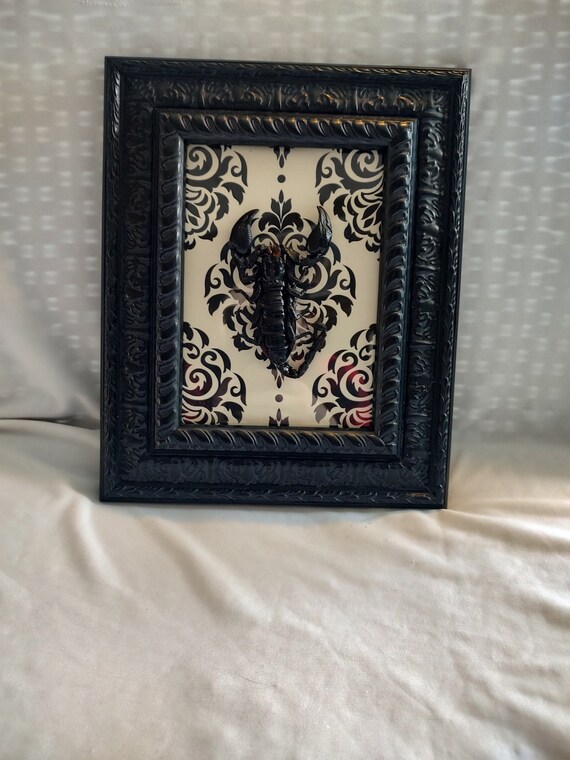 Gothic-damask-real-preserved-scorpion-taxidermy Art-white and - Etsy