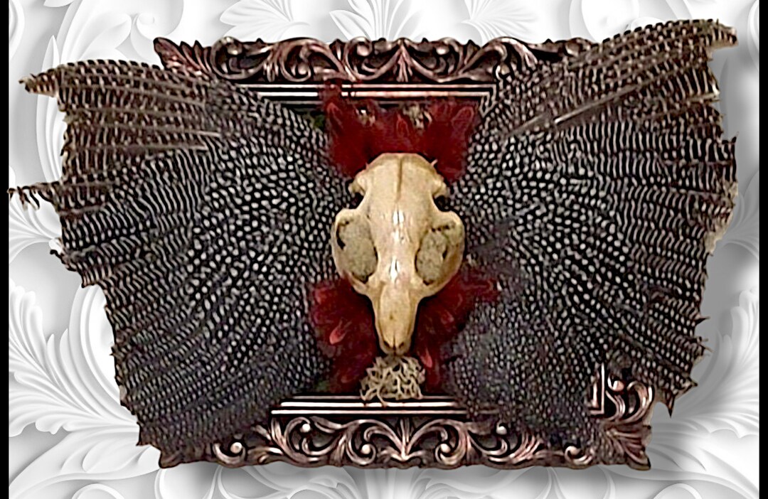Taxidermy Beaver Skull Wall Decor, Oddities and Curiosities Beaver ...