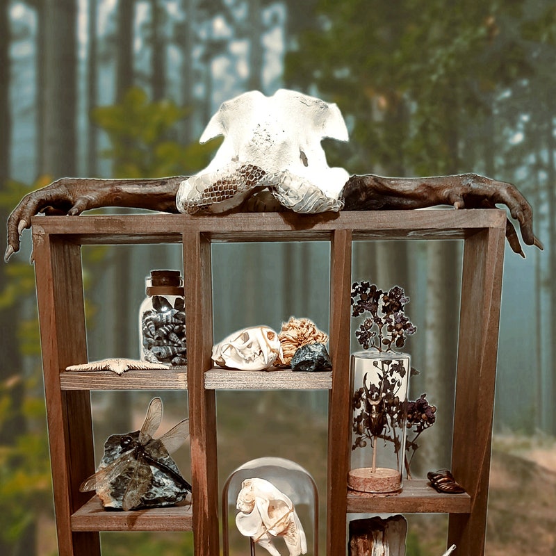 Curiosity Cabinet - Etsy