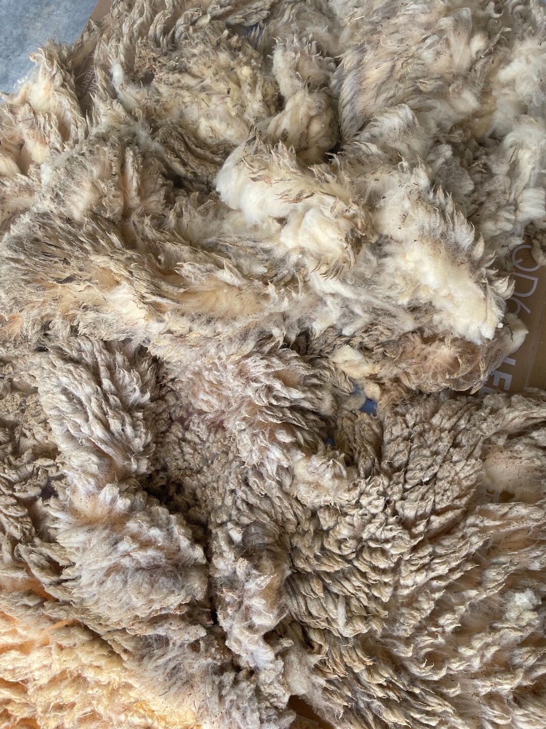 Raw Babydoll Southdown Wool - Etsy