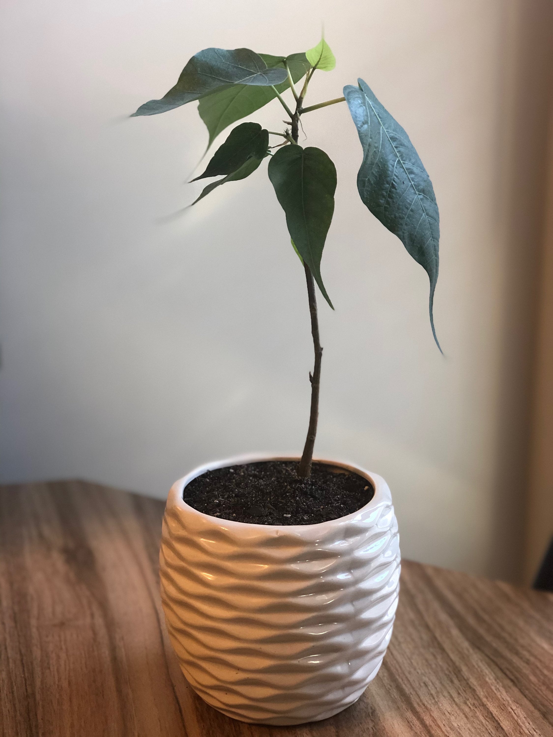 Small Bodhi Tree AKA Ficus Religiosa, Peepul or Sacred Fig - Etsy