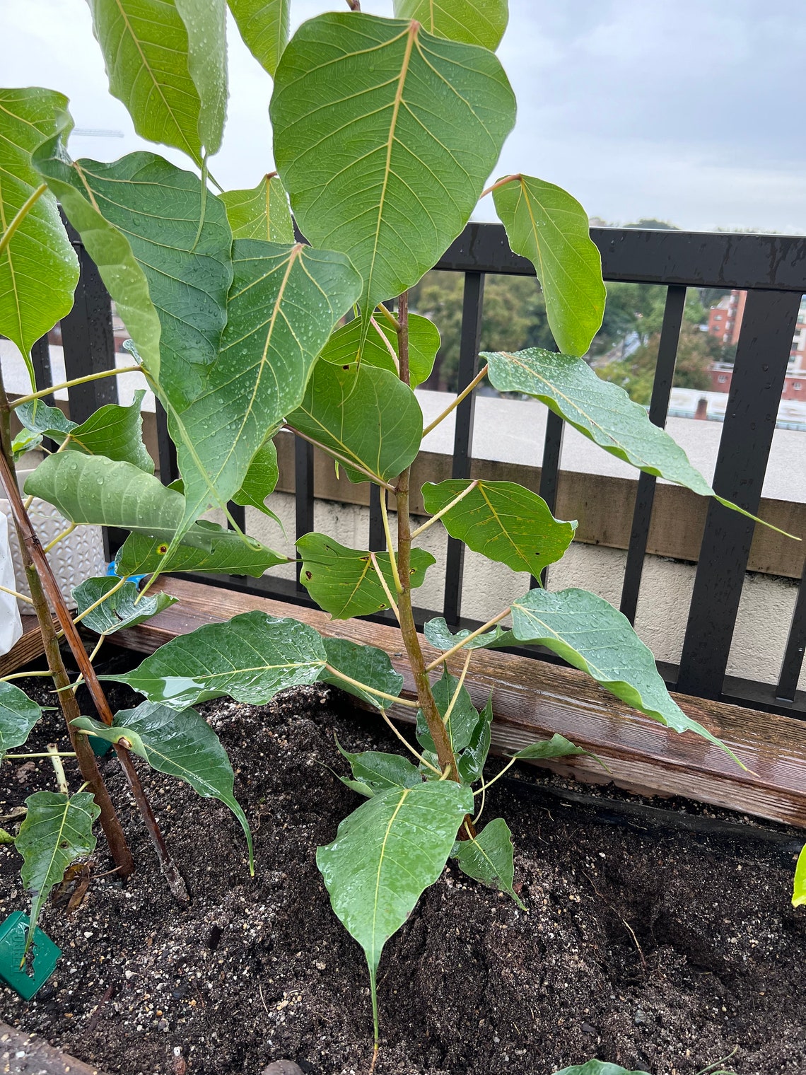 Bodhi Tree AKA Ficus Religiosa, Peepul or Sacred Fig - Etsy