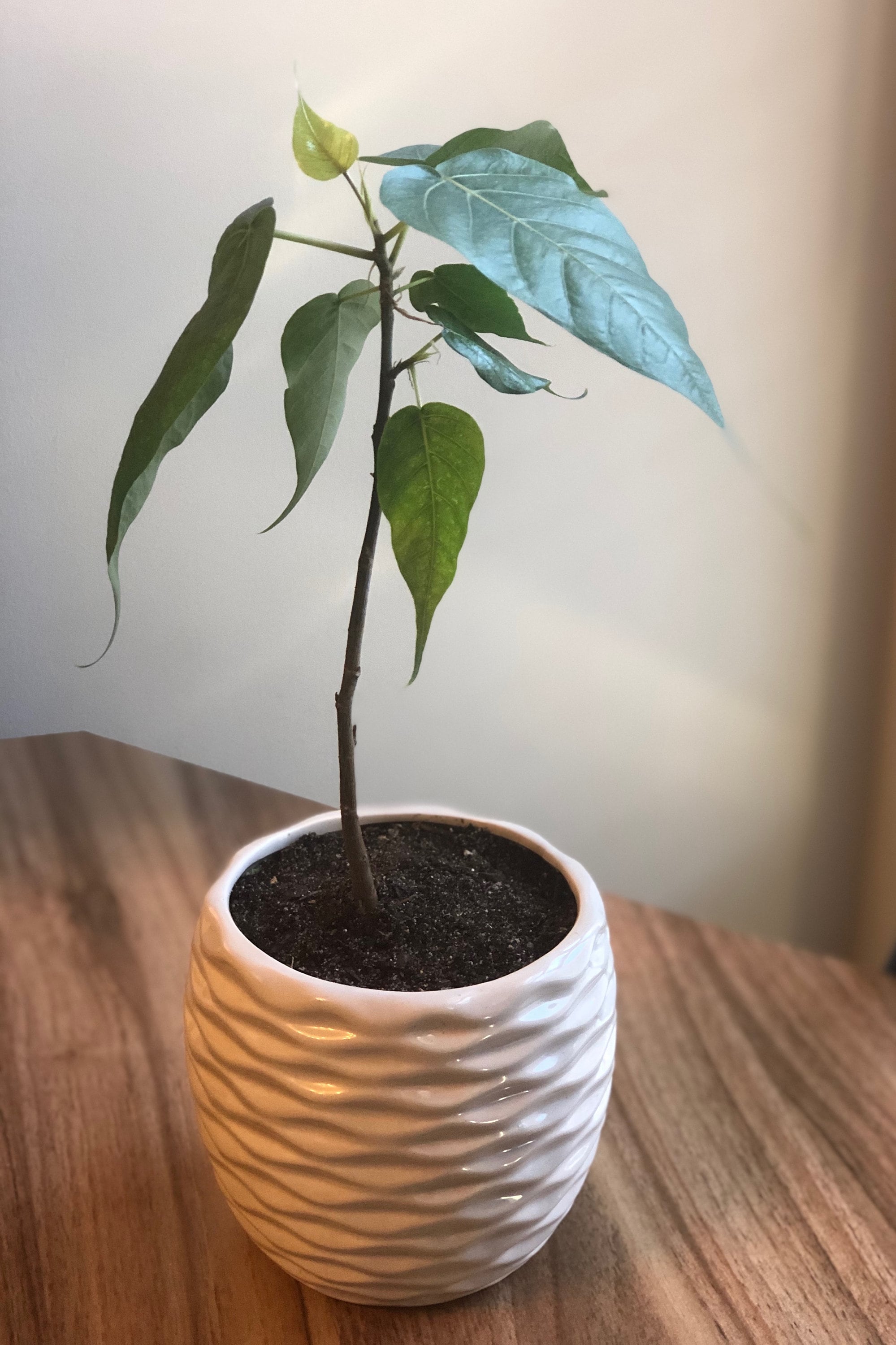 Small Bodhi Tree AKA Ficus Religiosa, Peepul or Sacred Fig - Etsy