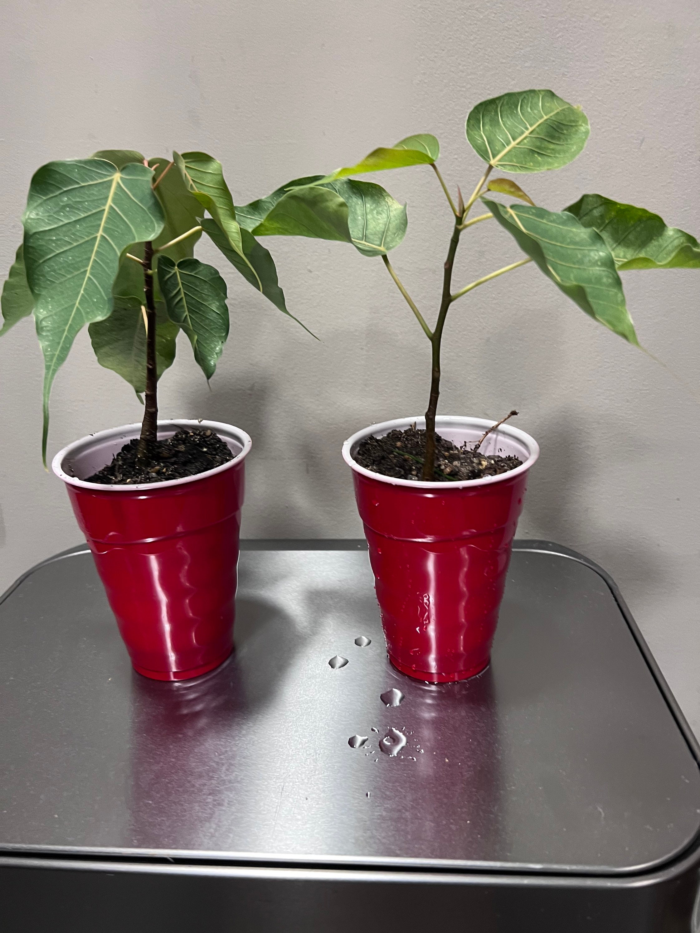 Small Bodhi Tree AKA Ficus Religiosa, Peepul or Sacred Fig - Etsy