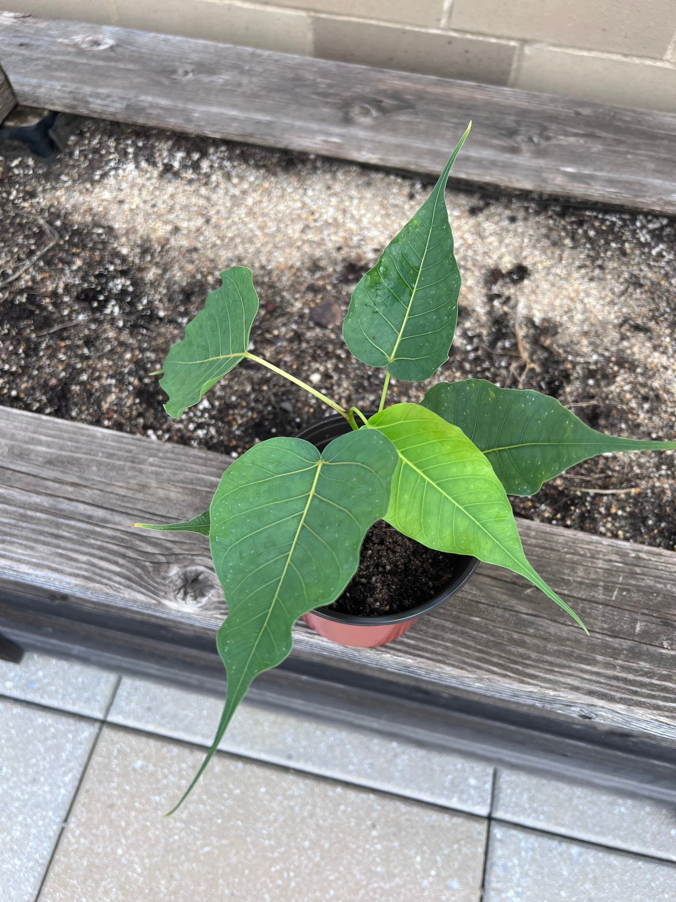 Small Bodhi Tree AKA Ficus Religiosa, Peepul or Sacred Fig - Etsy