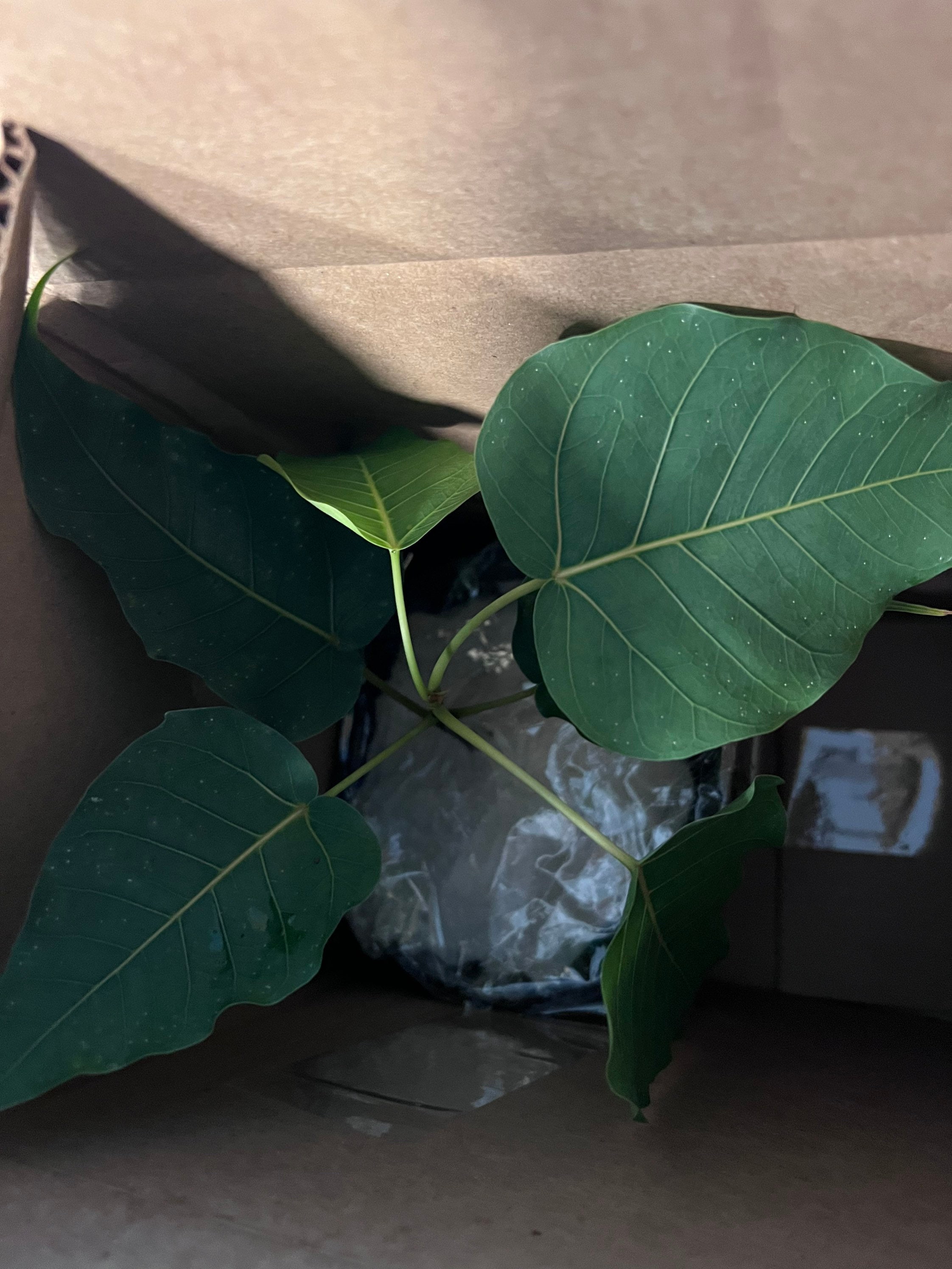 Small Bodhi Tree AKA Ficus Religiosa, Peepul or Sacred Fig - Etsy