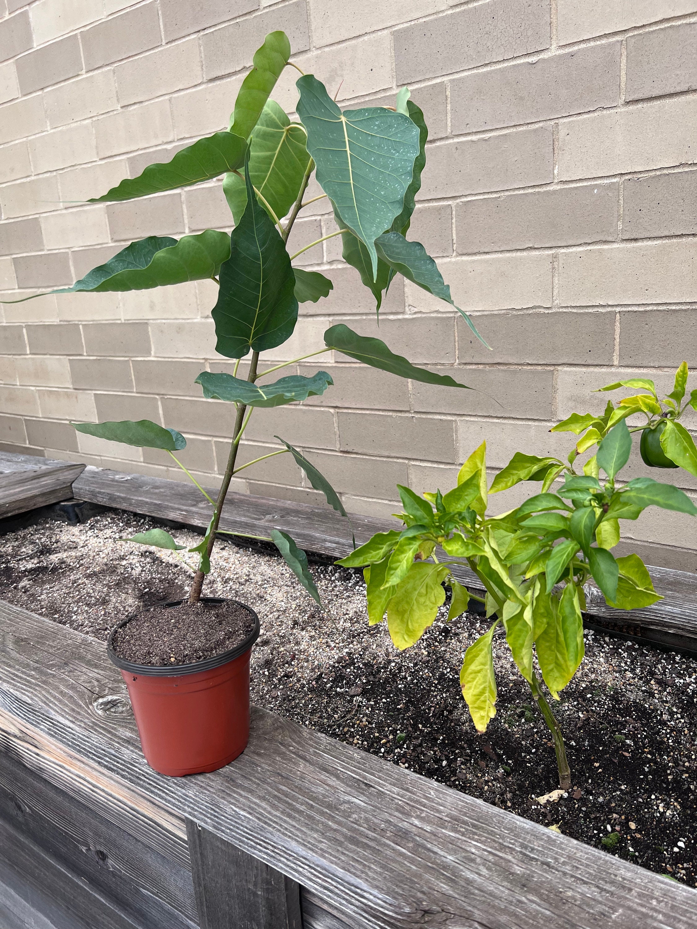 Bodhi Tree AKA Ficus Religiosa, Peepul or Sacred Fig - Etsy