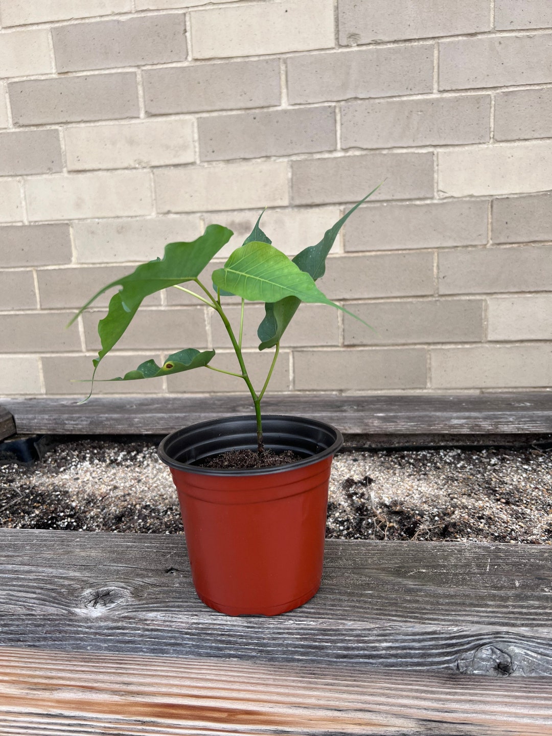 Small Bodhi Tree AKA Ficus Religiosa, Peepul or Sacred Fig - Etsy