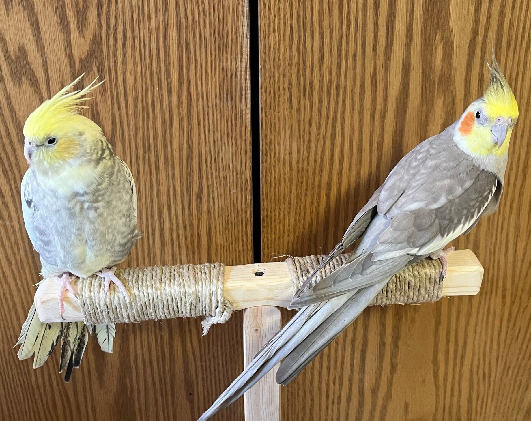 Tabletop Parrot Perch, Training Perch, Tabletop Bird Toys, Tabletop ...