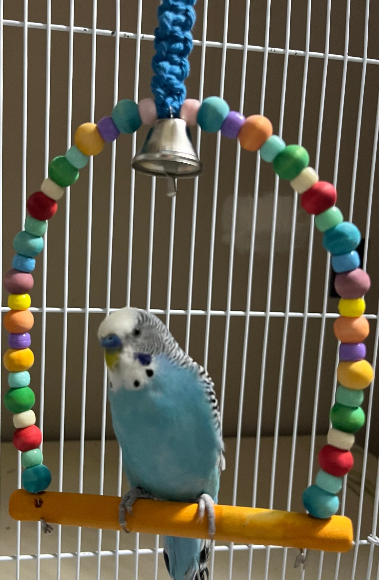 Bird Swings and Bridge, Ladder for Parrots - Etsy
