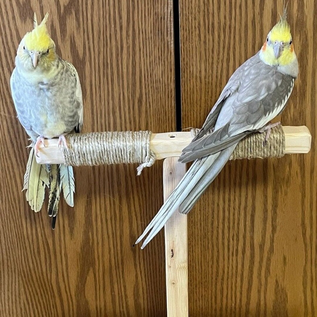 Tabletop Parrot Perch Training Perch Tabletop Bird Toys Etsy