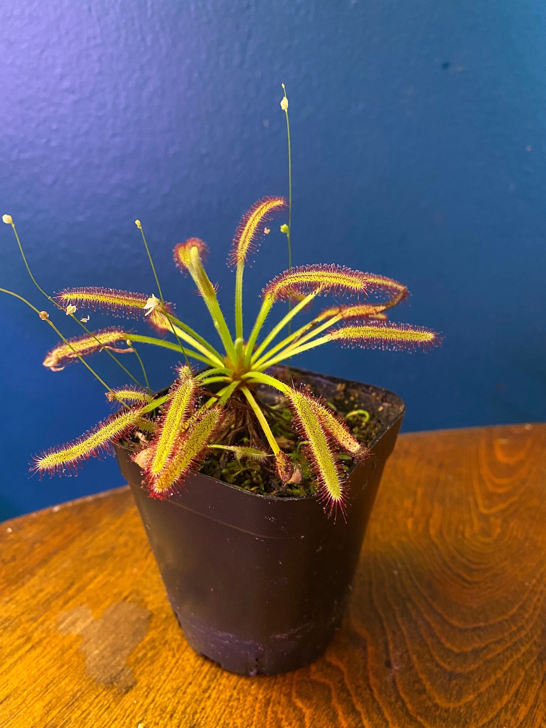 Drosera Capensis Red | Cape Sundew | Carnivorous Houseplant | Bare Root ...