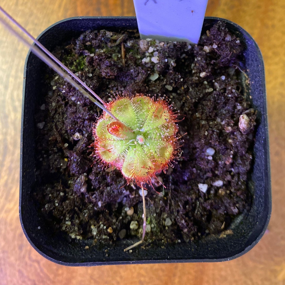Drosera Sessilifolia | South American Sundew | Carnivorous Houseplant ...