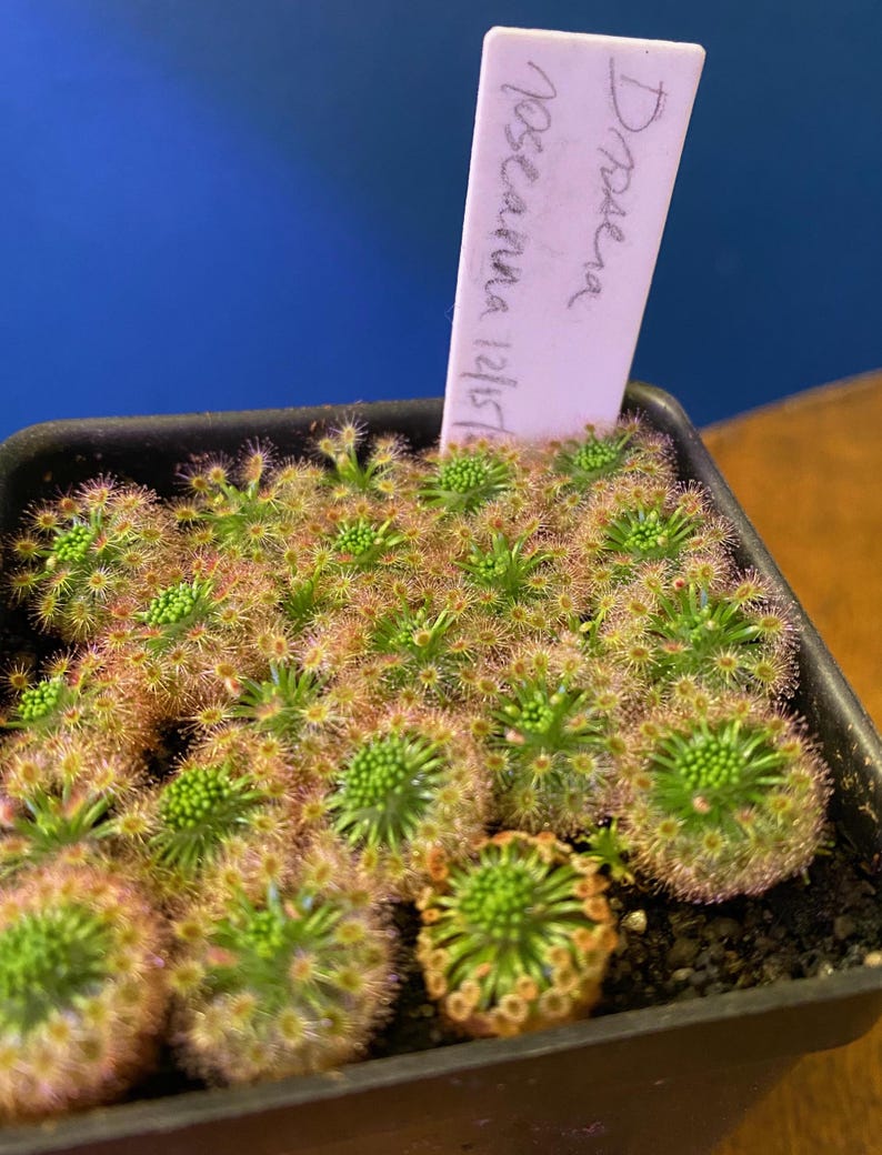 Drosera Roseana Gemmae | Pygmy Sundew | Carnivorous Houseplant Seeds ...