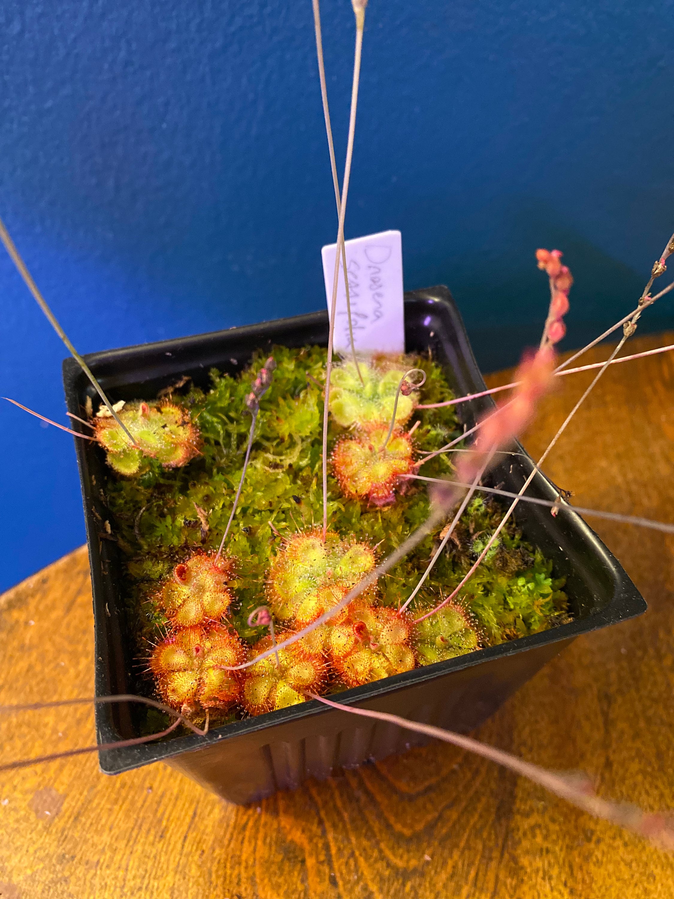 Drosera Sessilifolia South American Sundew Carnivorous Houseplant Bare ...