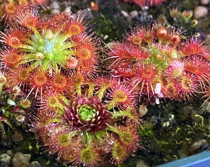 Drosera Nitidula Gemmae Pygmy Sundew Carnivorous Houseplant Seeds - Etsy