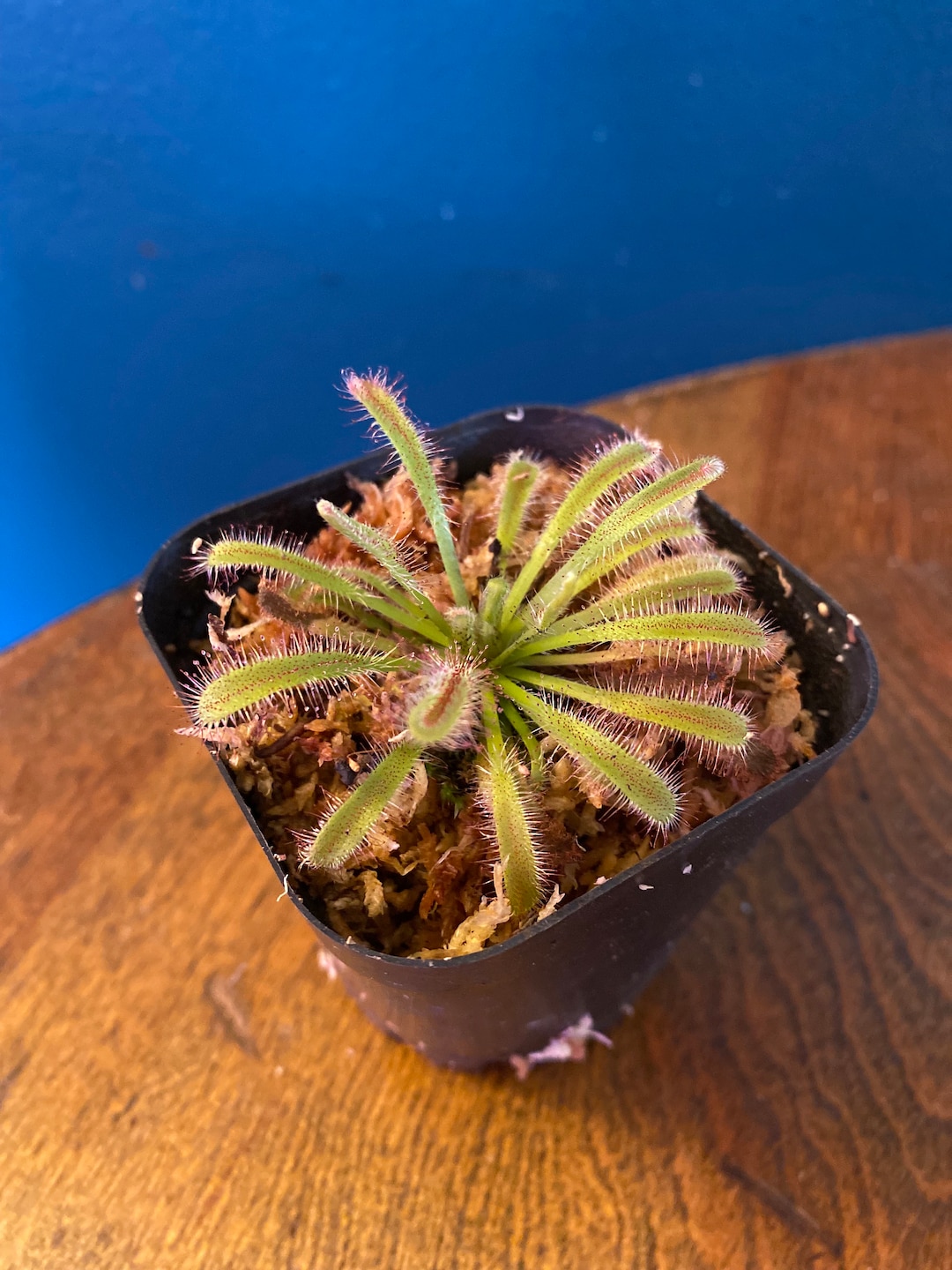 Drosera Spatulata X Capensis | Sundew Hybrid | Carnivorous Houseplant ...