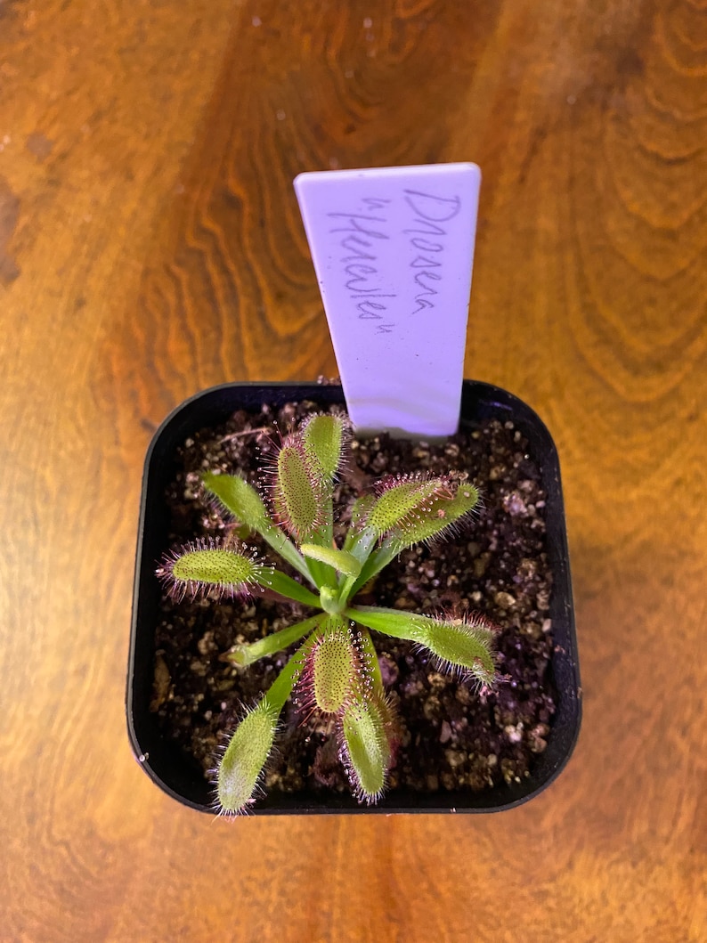 Drosera Hercules | Hercules Sundew Hybrid | Carnivorous Houseplant ...