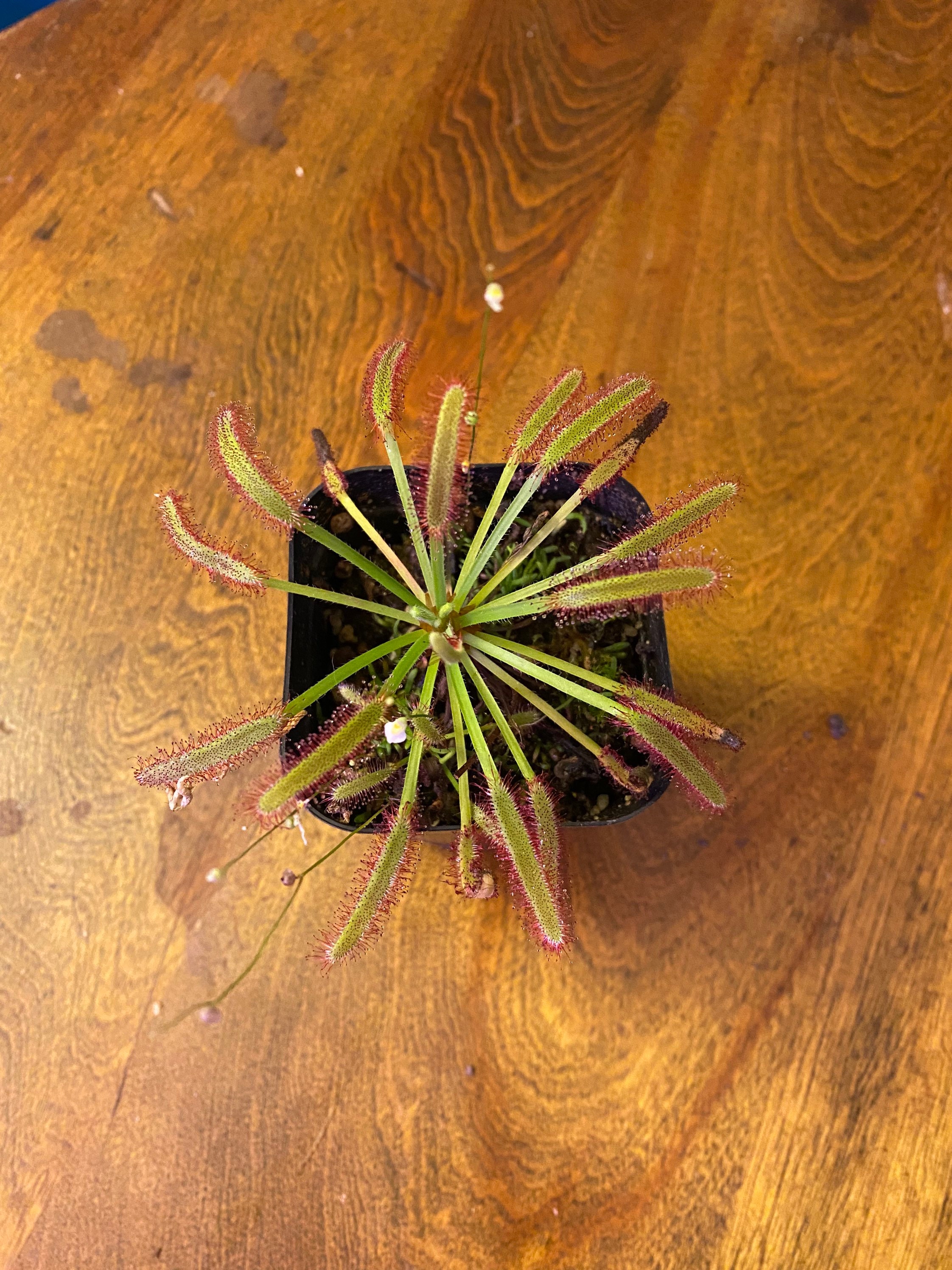 Drosera Capensis Red Cape Sundew Carnivorous Houseplant Bare Root ...