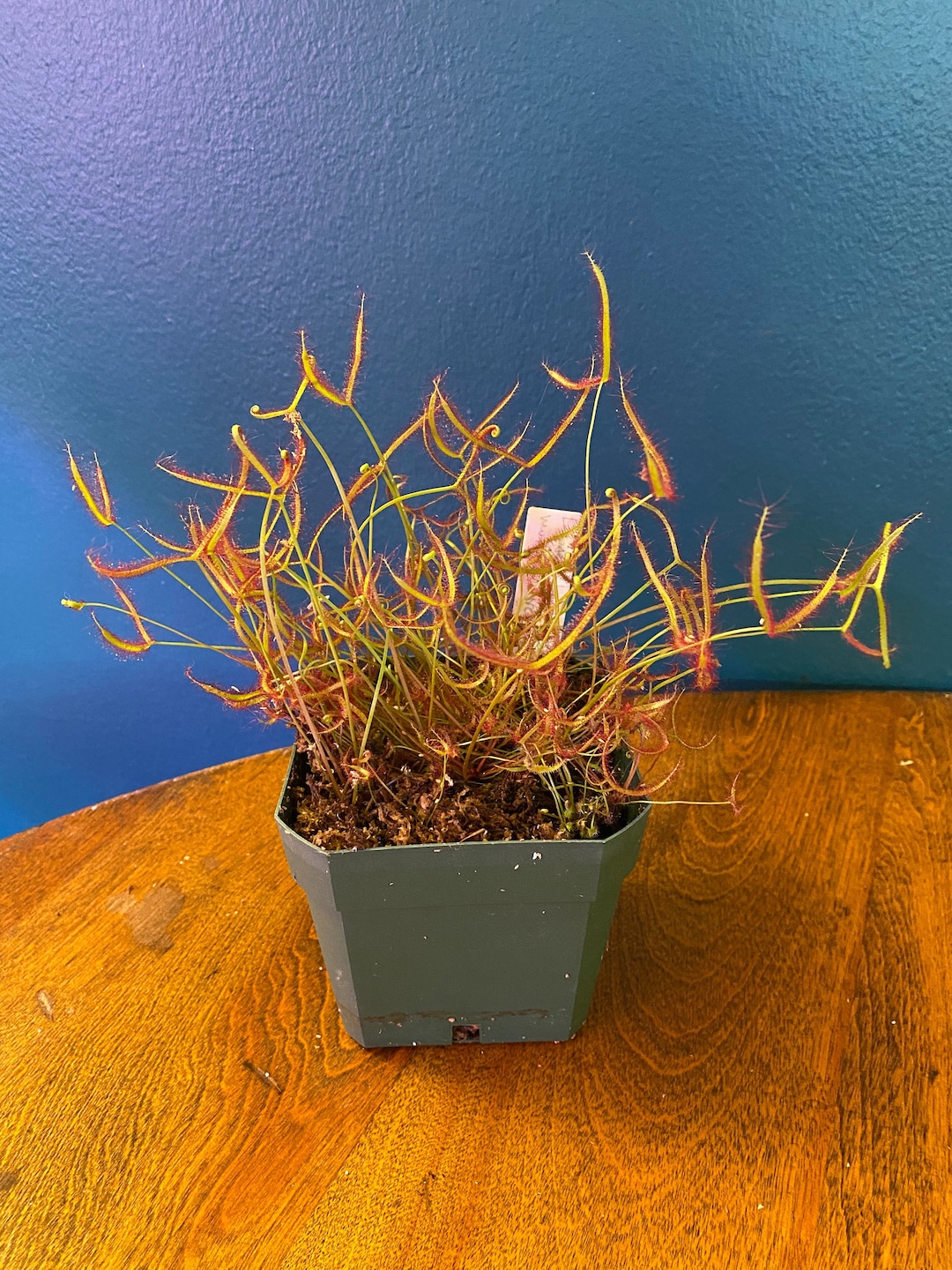 Drosera Binata Var. Multifida Extrema | Fork Leaved Sundew ...