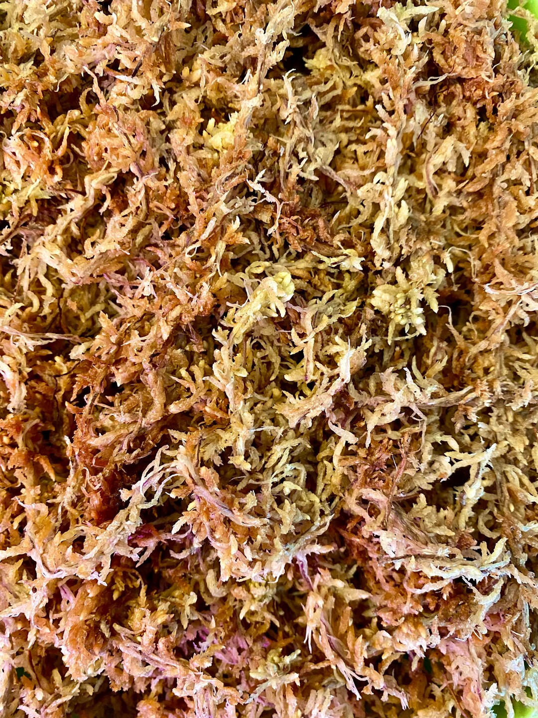 800g Long Fibered Sphagnum Moss | Dried New Zealand Spagmoss ...