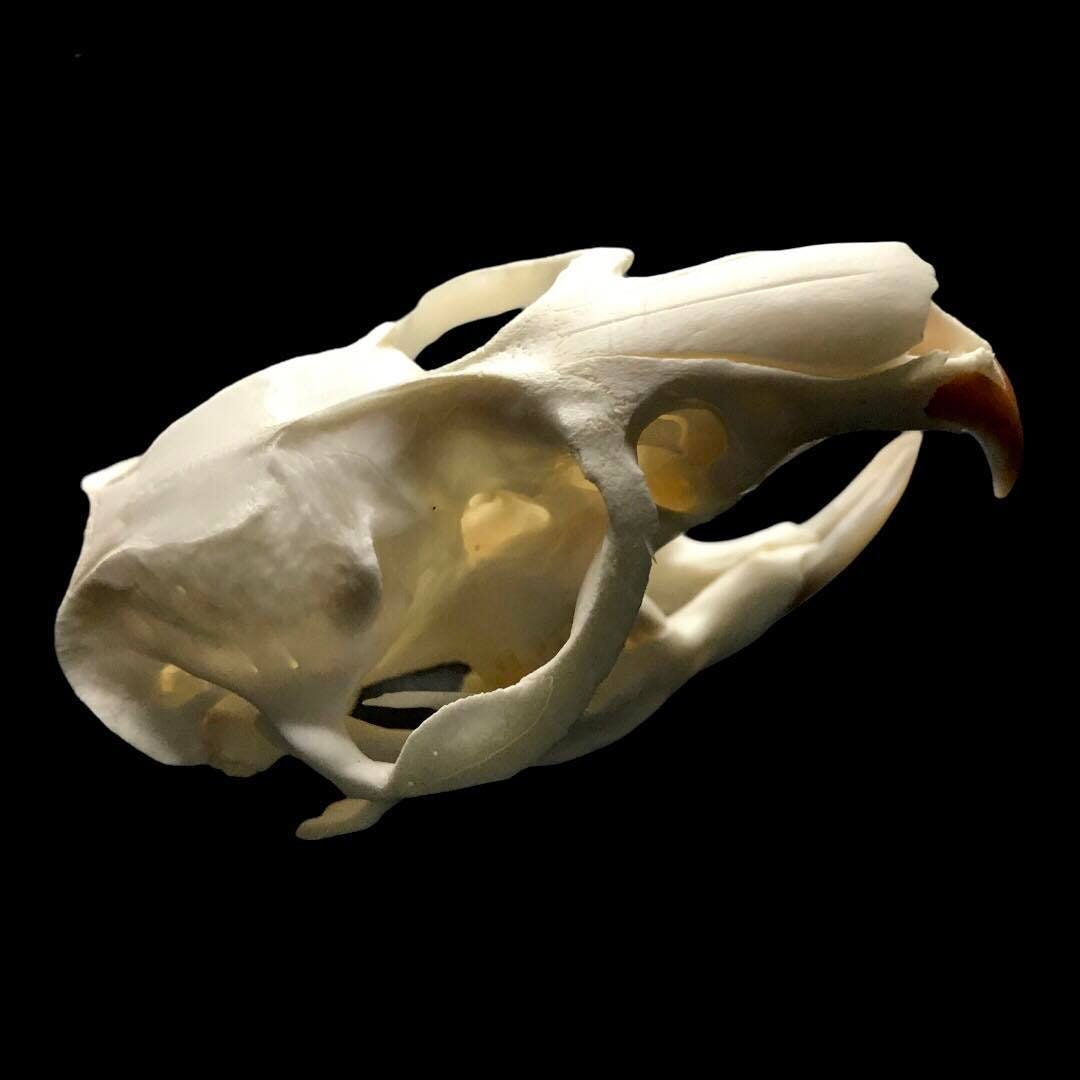 Muskrat Skull - Etsy