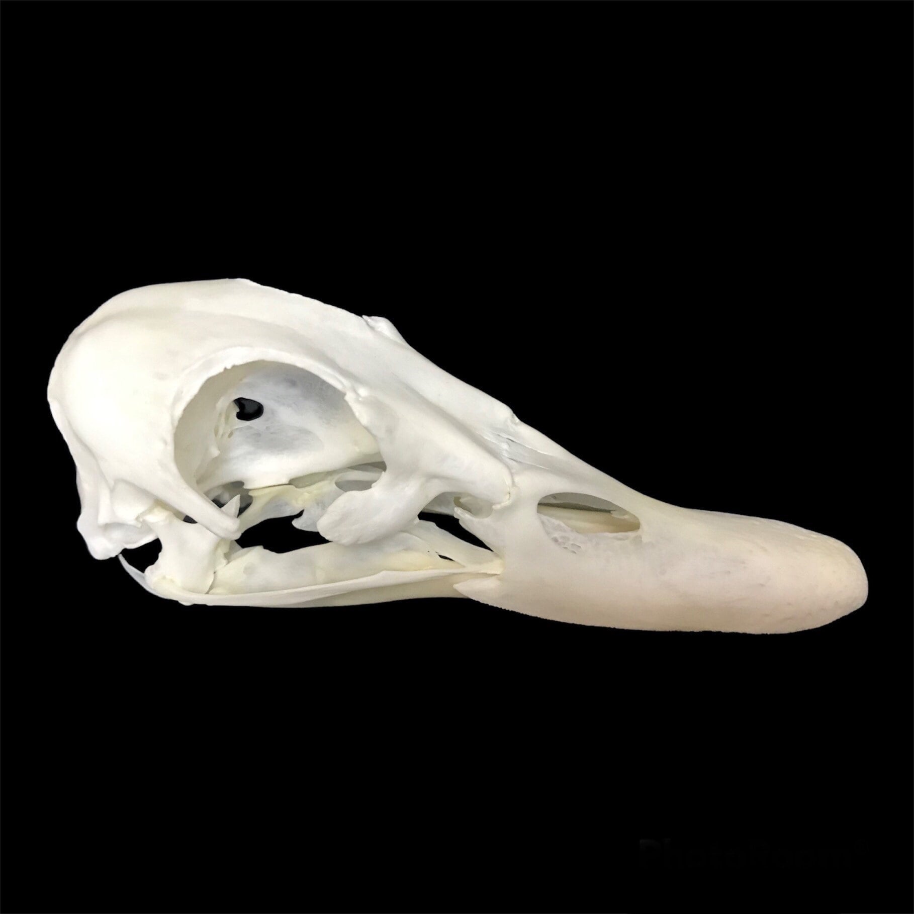 Muscovy Duck Skull - Etsy