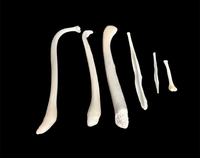 Baculum Bone Comparative Set - Etsy