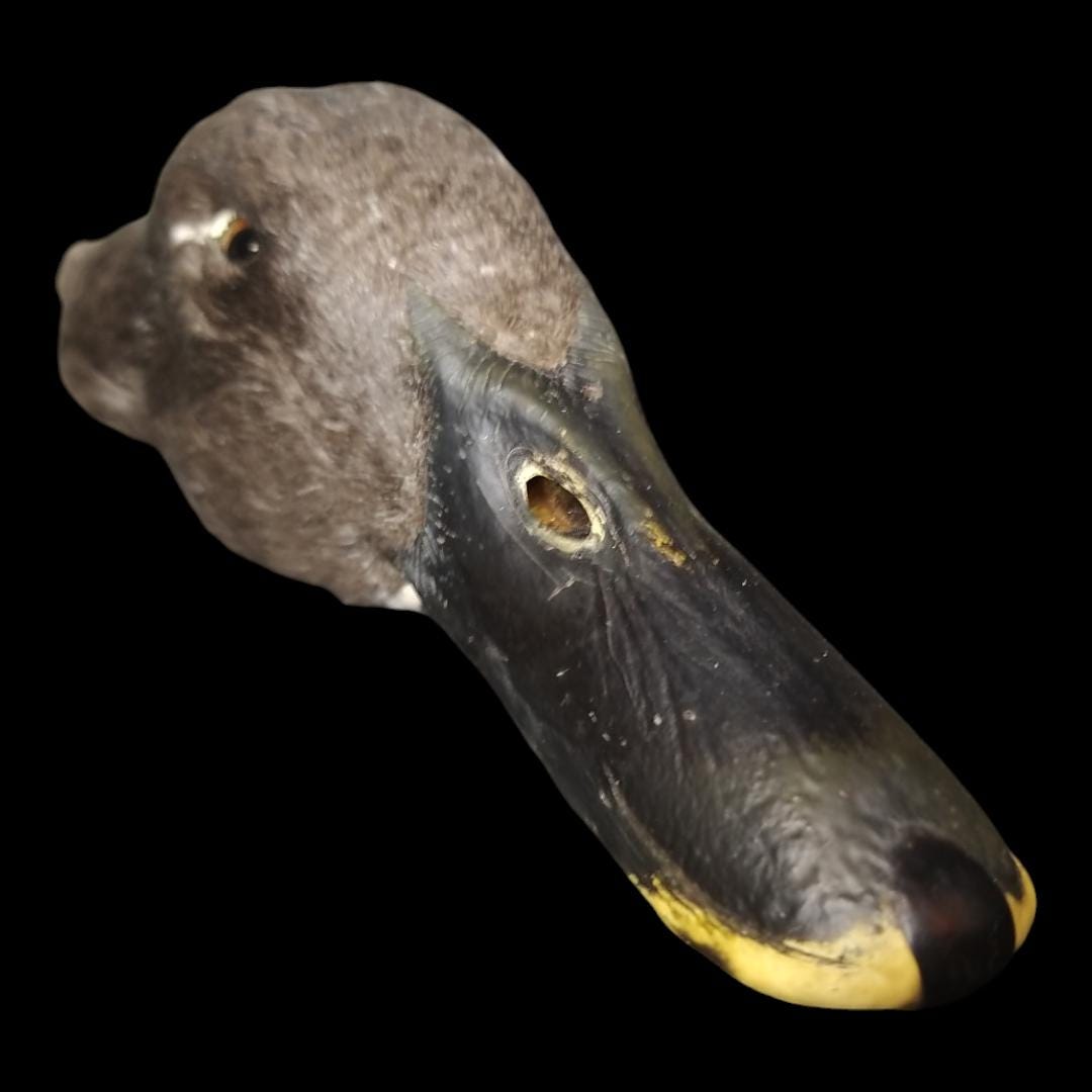Mummified Domestic Duck Head - Etsy
