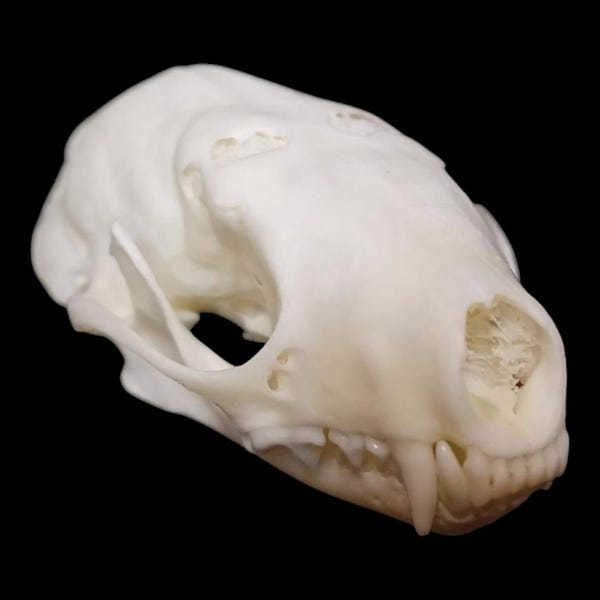 Skunk Skull - Etsy