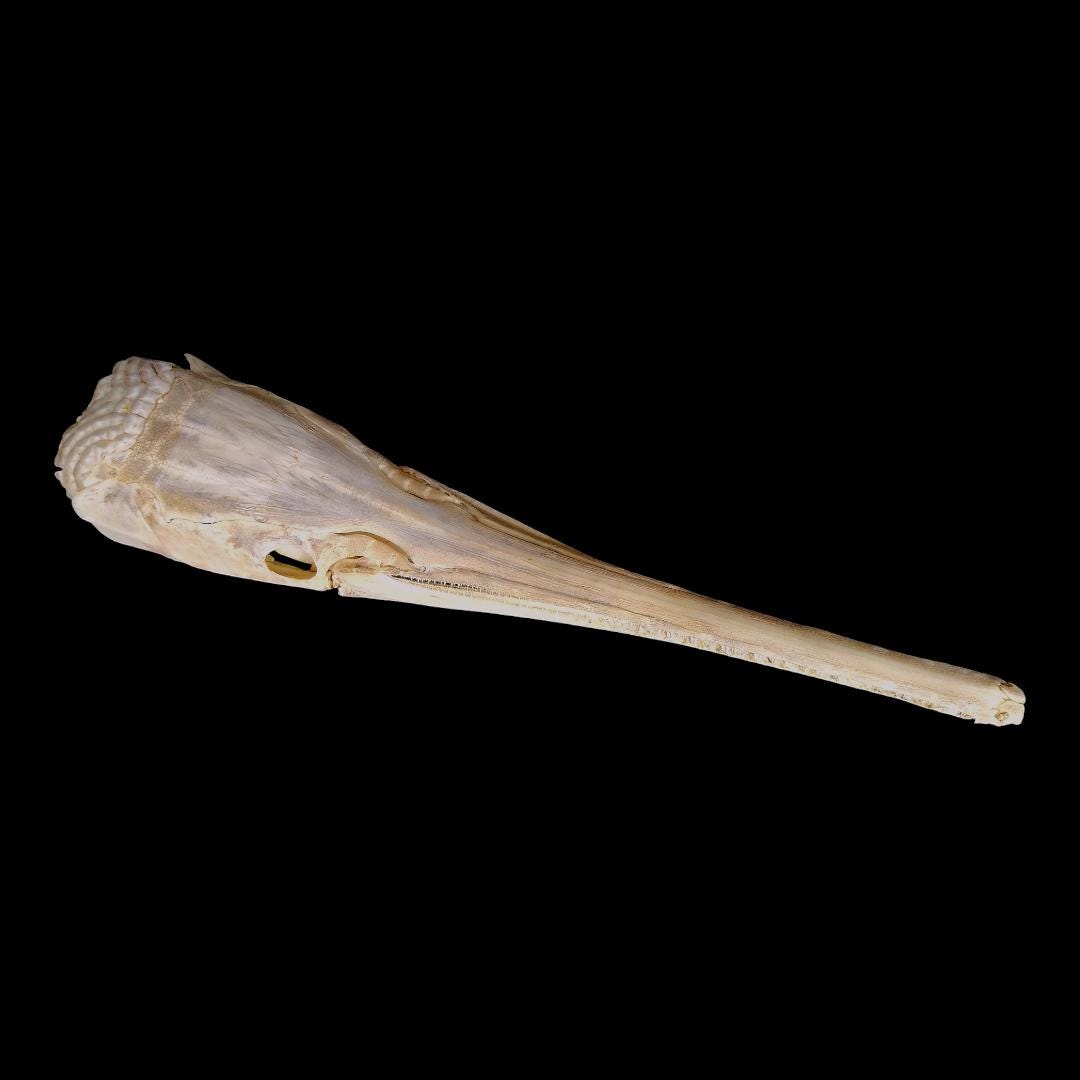 Longnose Gar Skull - Etsy