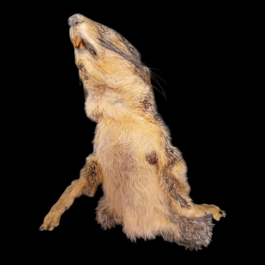 Mummified Half Squirrel - Etsy