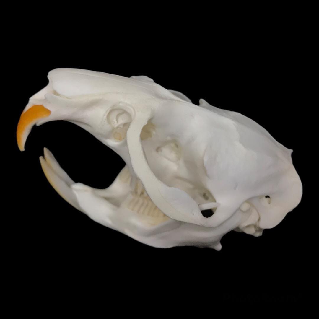 Muskrat Skull - Etsy