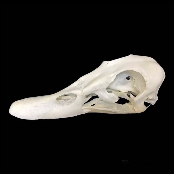 Duck Skull - Etsy
