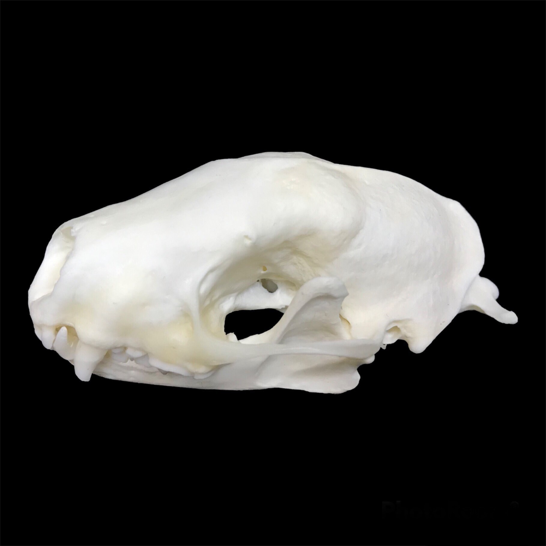 Spilogale Putorius Skull