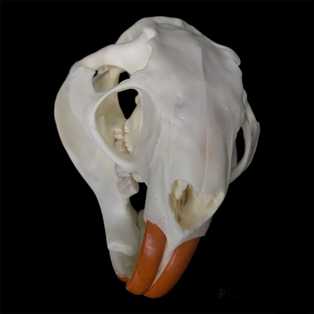 Nutria Skull - Etsy