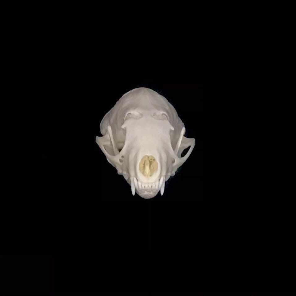 Spotted Skunk Skull - Etsy