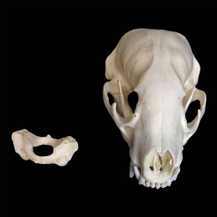 American Badger Skull - Etsy