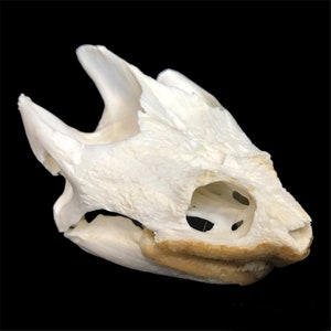 Common Snapping Turtle Skull - Etsy