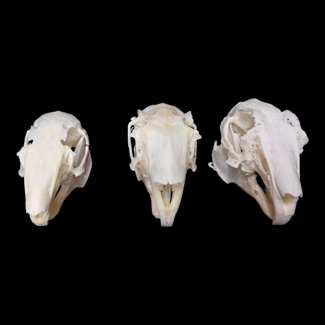 Lagomorph Comparison Skull Lot - Etsy