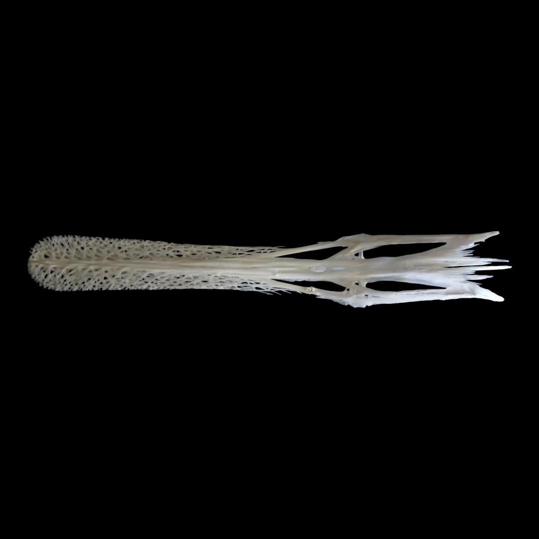 Paddlefish Skull (minor Pathology) - Etsy