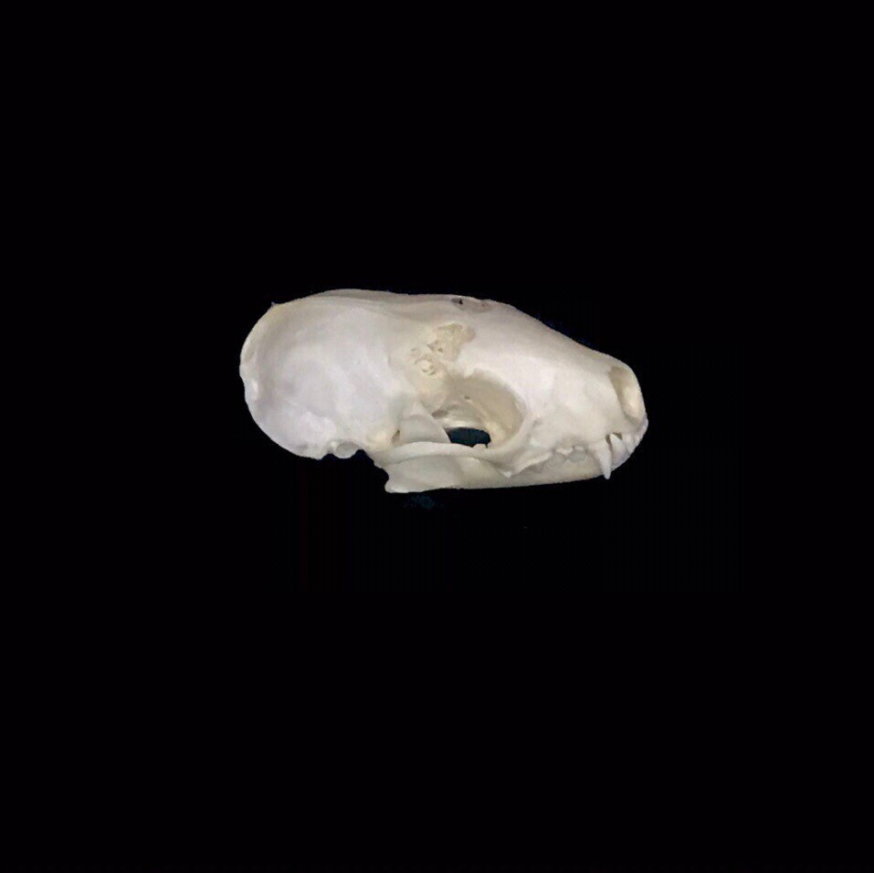 Spotted Skunk Skull - Etsy