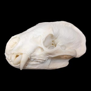 American Badger Skull - Etsy