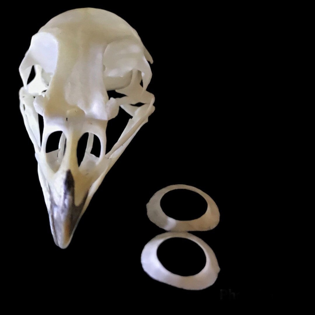 Bobwhite Quail Skull - Etsy