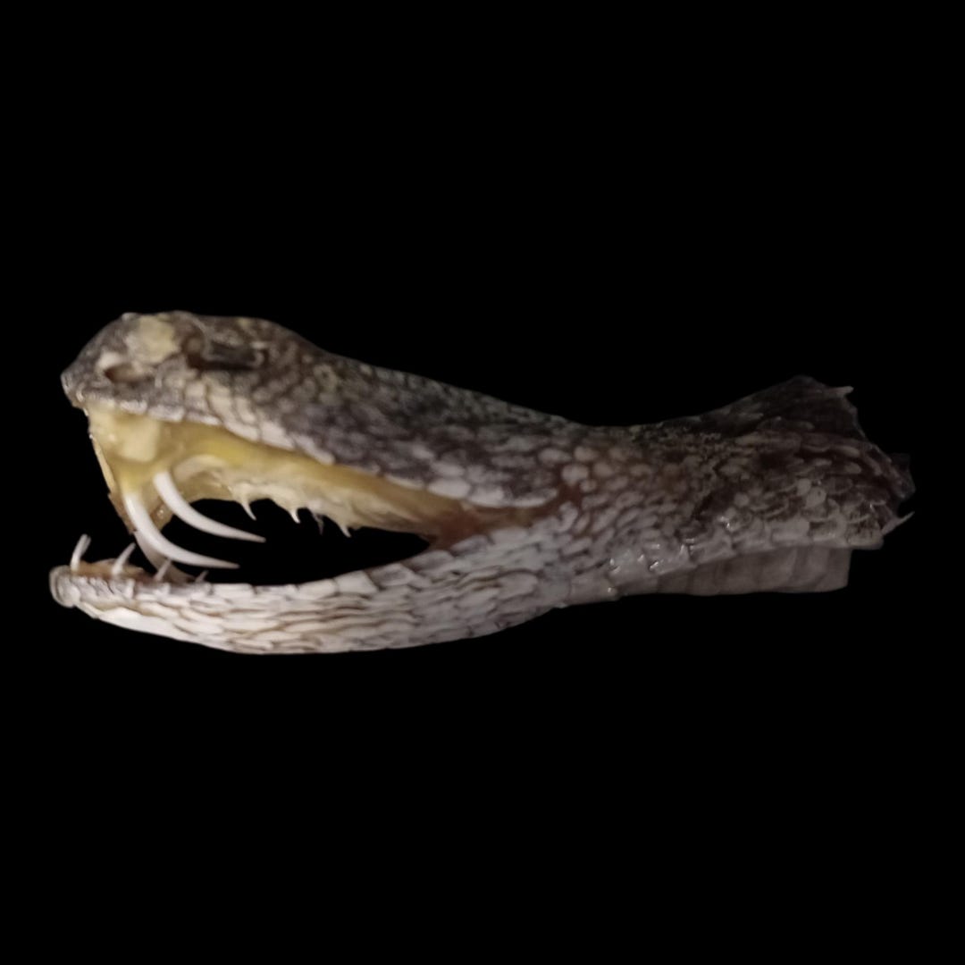 Mummified Western Diamondback Head - Etsy