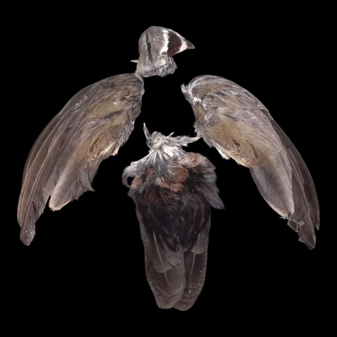 Quail Head, Wings, and Tail - Etsy