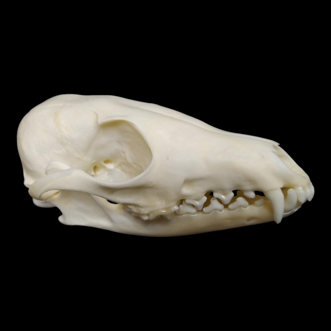 Swift Fox Skull - Etsy