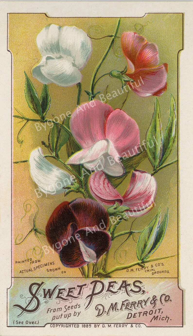 Antique Postcard Sweet Peas Seeds Label Gardening Junk Journal ...